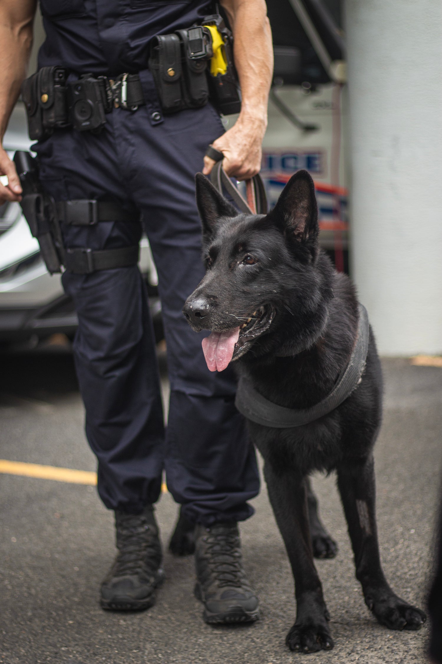 Meet Our Dogs – Blue Paws Association